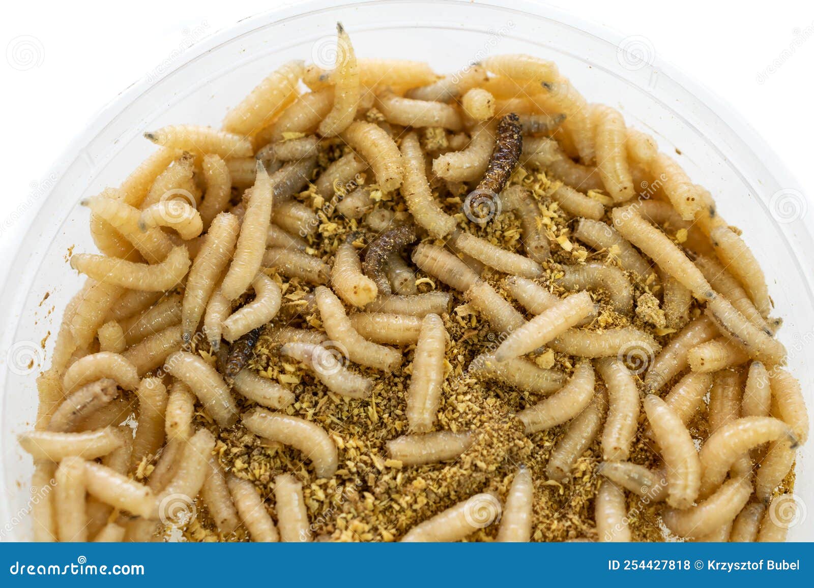 Larvas De Mosca Sobre Fondo Blanco Aislado Foto de archivo - Imagen de ...