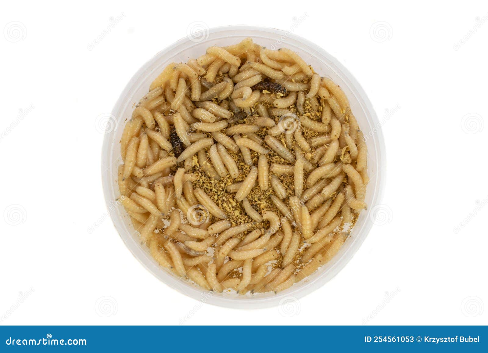 Larvas De Mosca Sobre Fondo Blanco Aislado Imagen de archivo - Imagen ...