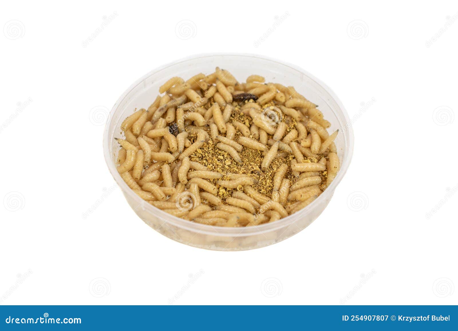 Larvas De Mosca Sobre Fondo Blanco Aislado Imagen de archivo - Imagen ...