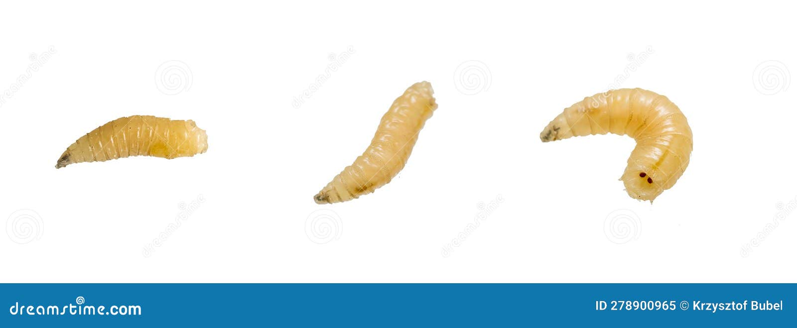 Larvas De Mosca Sobre Fondo Blanco Aislado Imagen de archivo - Imagen ...