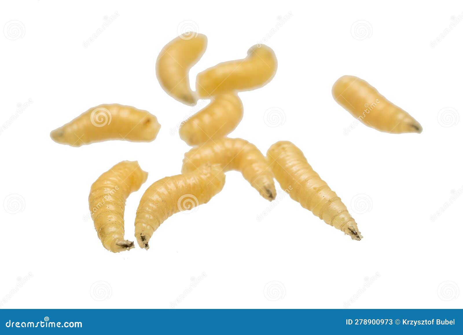 Larvas De Mosca Sobre Fondo Blanco Aislado Imagen de archivo - Imagen ...