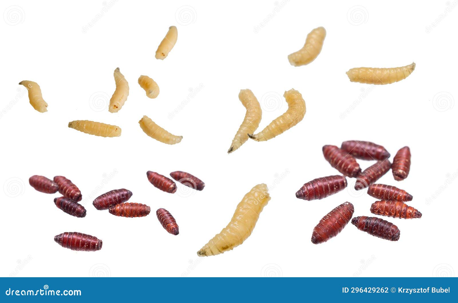 Larvas De Mosca Sobre Fondo Blanco Aislado Foto de archivo - Imagen de ...