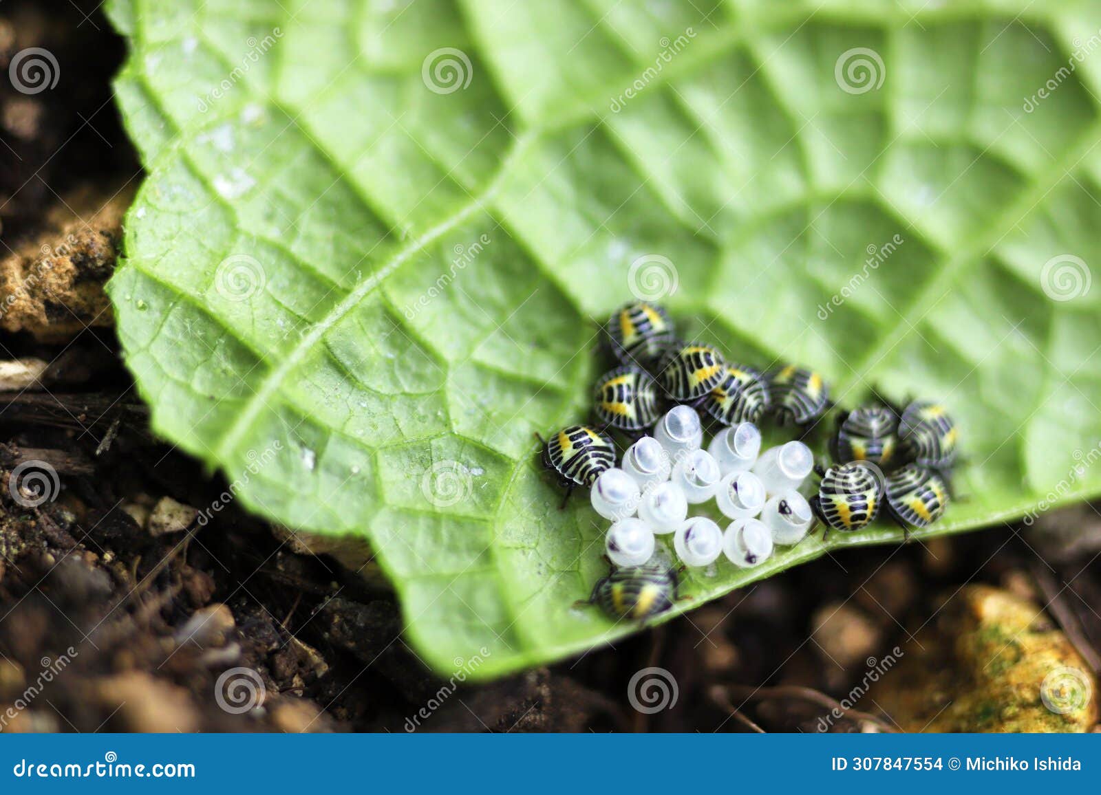Larvas of the Stink Bug, Freshly Hatched from Eggs Stock Photo - Image ...