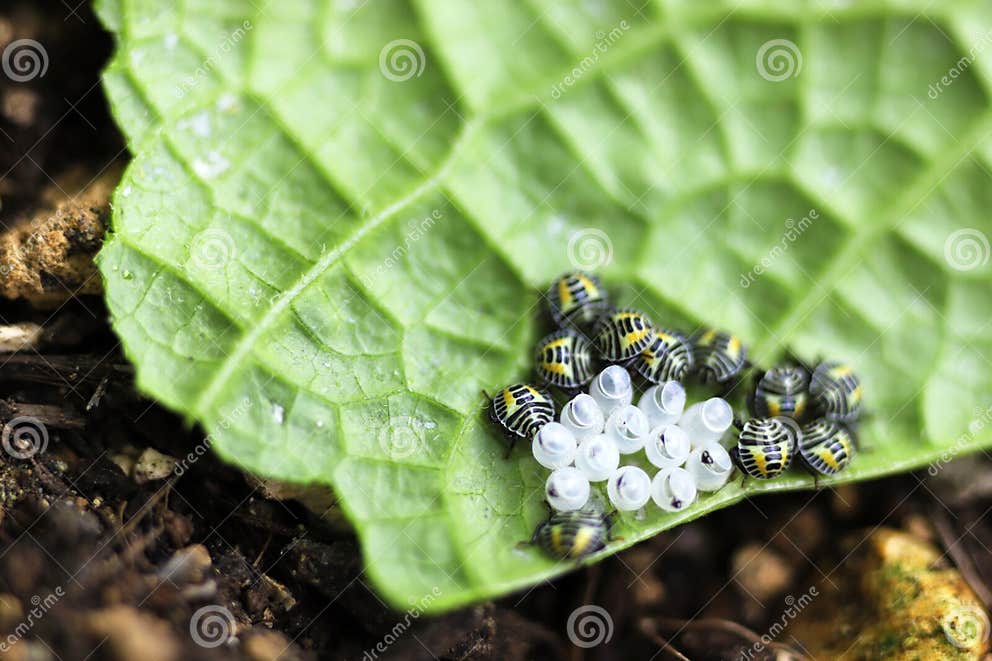 Larvas of the Stink Bug, Freshly Hatched from Eggs Stock Photo - Image ...