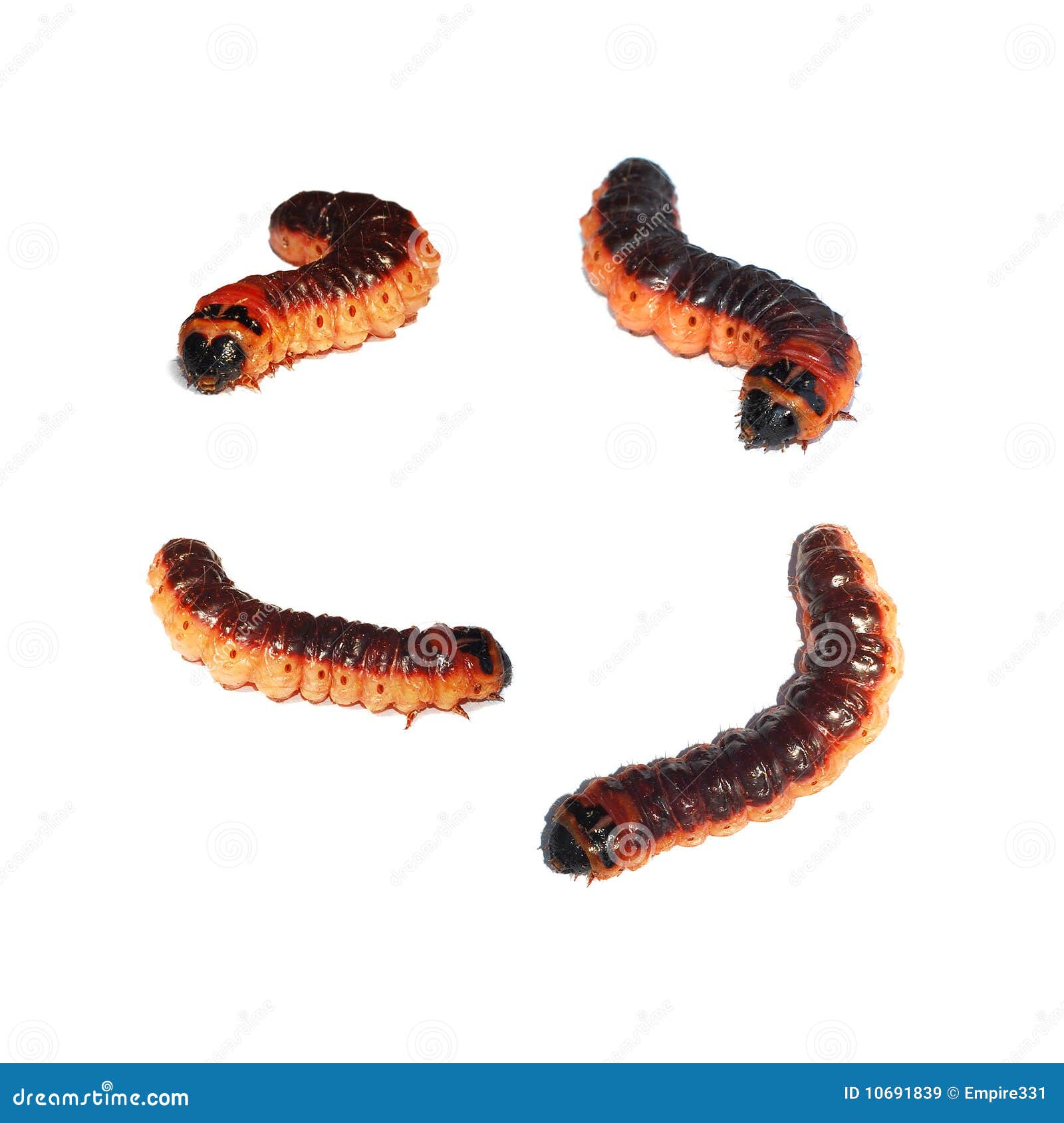 Larve stockbild. Bild von änderung, programmfehler, geschöpf - 10691839