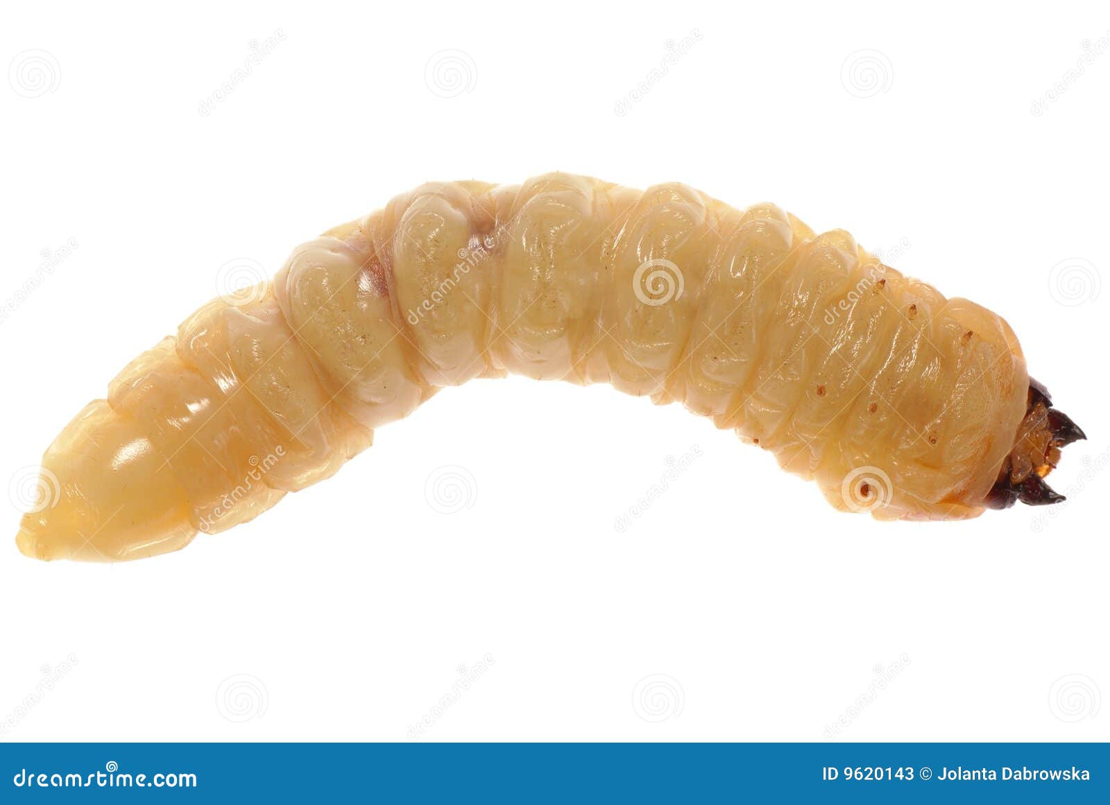 Larve Stock Photos - Image: 9620143