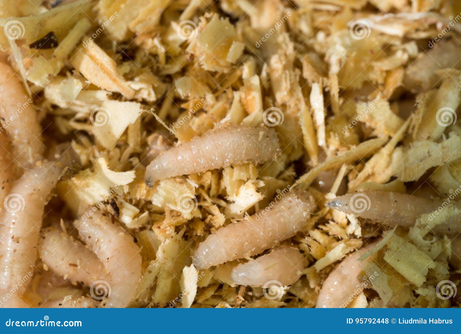 Larve Bianche Striscianti Della Mosca Fotografia Stock - Immagine di ...