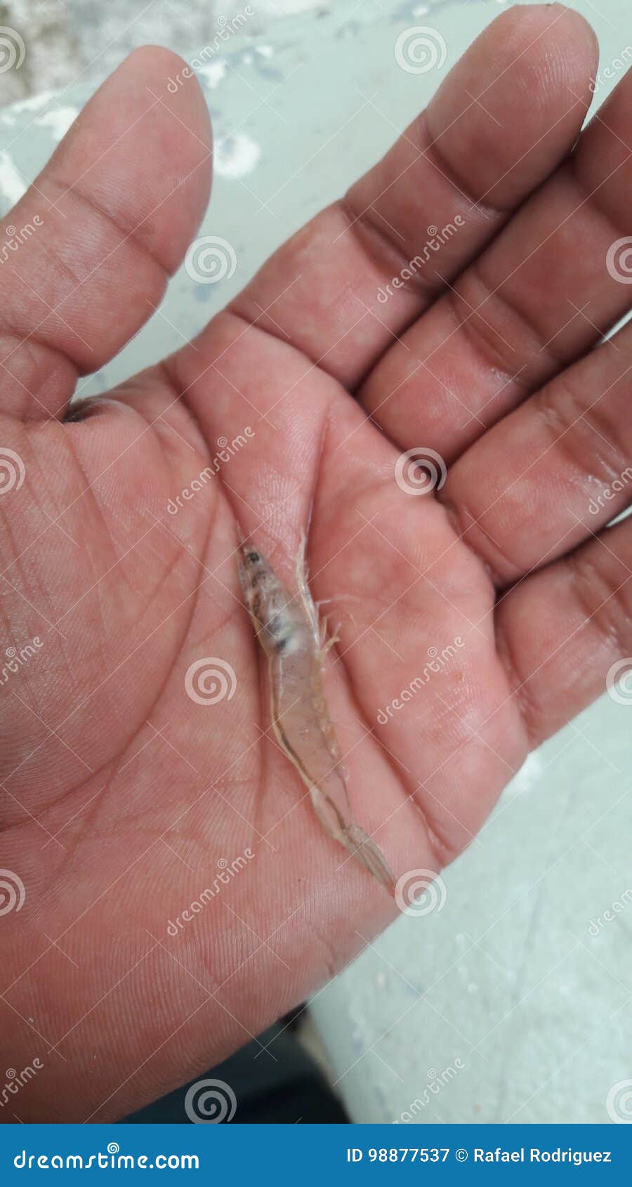 Larve de crevette image stock. Image du crevette, poteau - 98877537