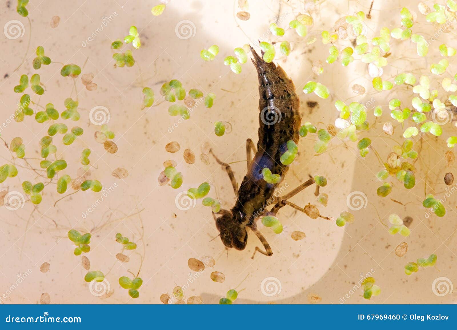Larve de libellule photo stock. Image du nature, larve - 67969460