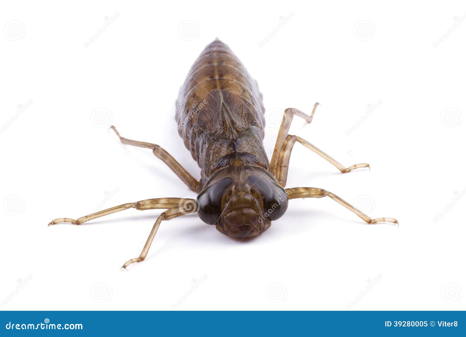 Larve De Libellule D'isolement Sur Le Blanc Image stock - Image of ...