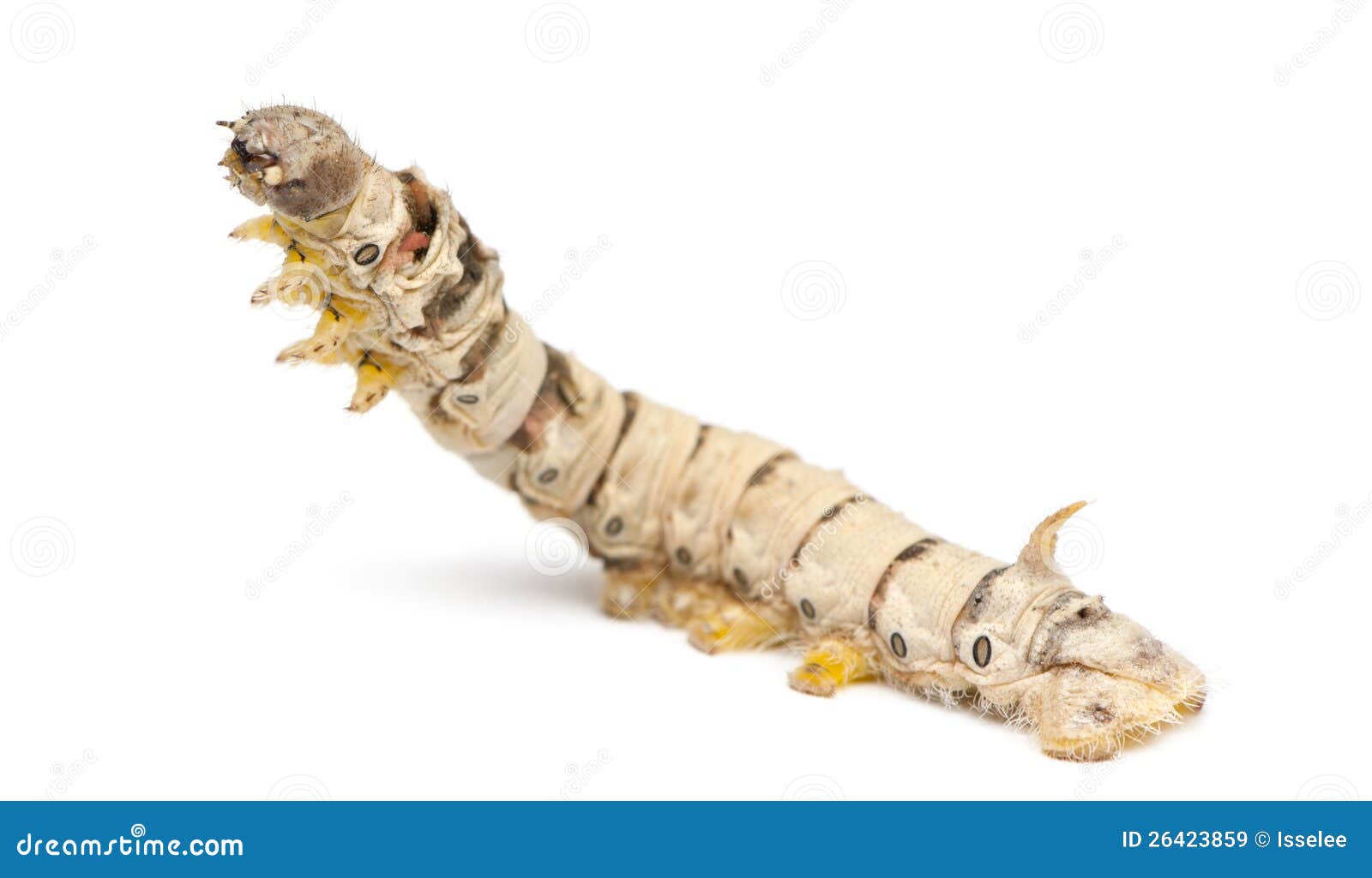 Larve Del Baco Da Seta, Mori Del Bombice Immagine Stock - Immagine di giovane, invertebrato ...