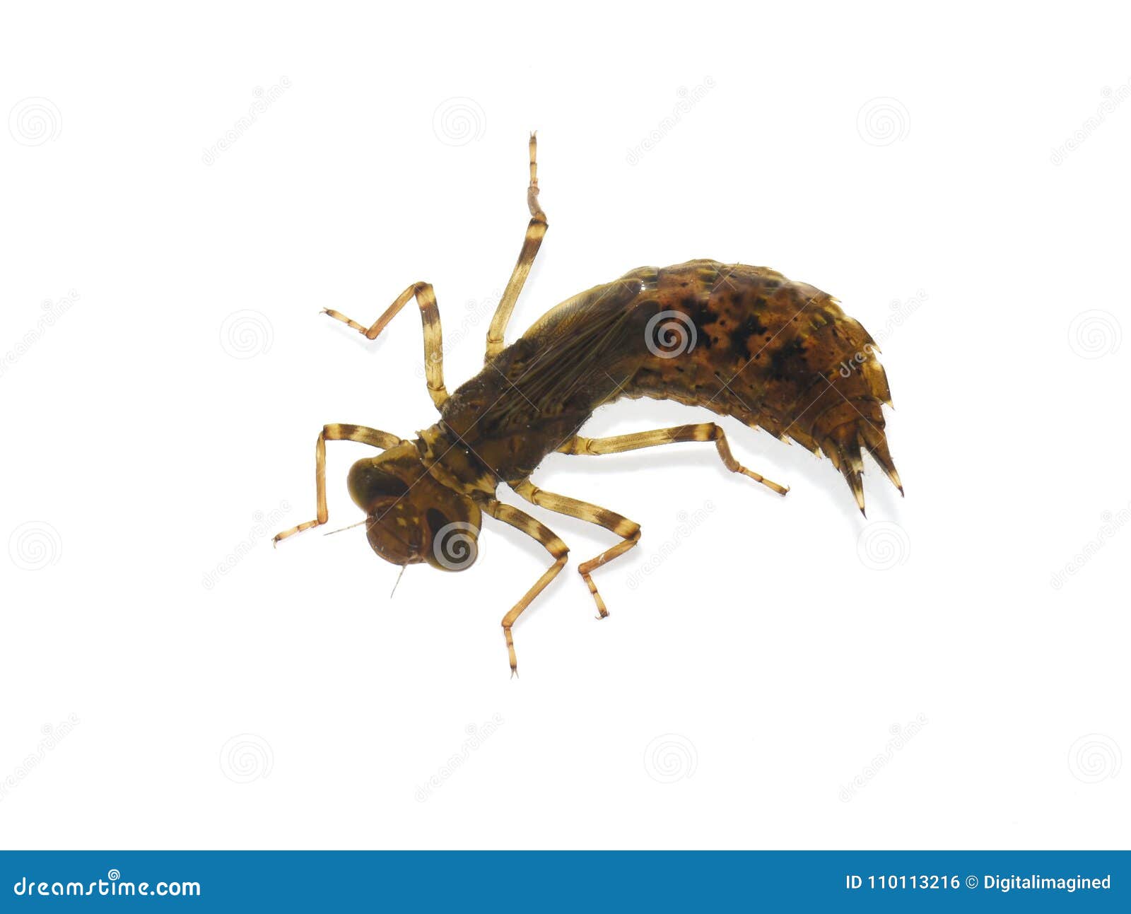 Larve Della Libellula Della Crisalide Isolate Su Bianco Fotografia ...