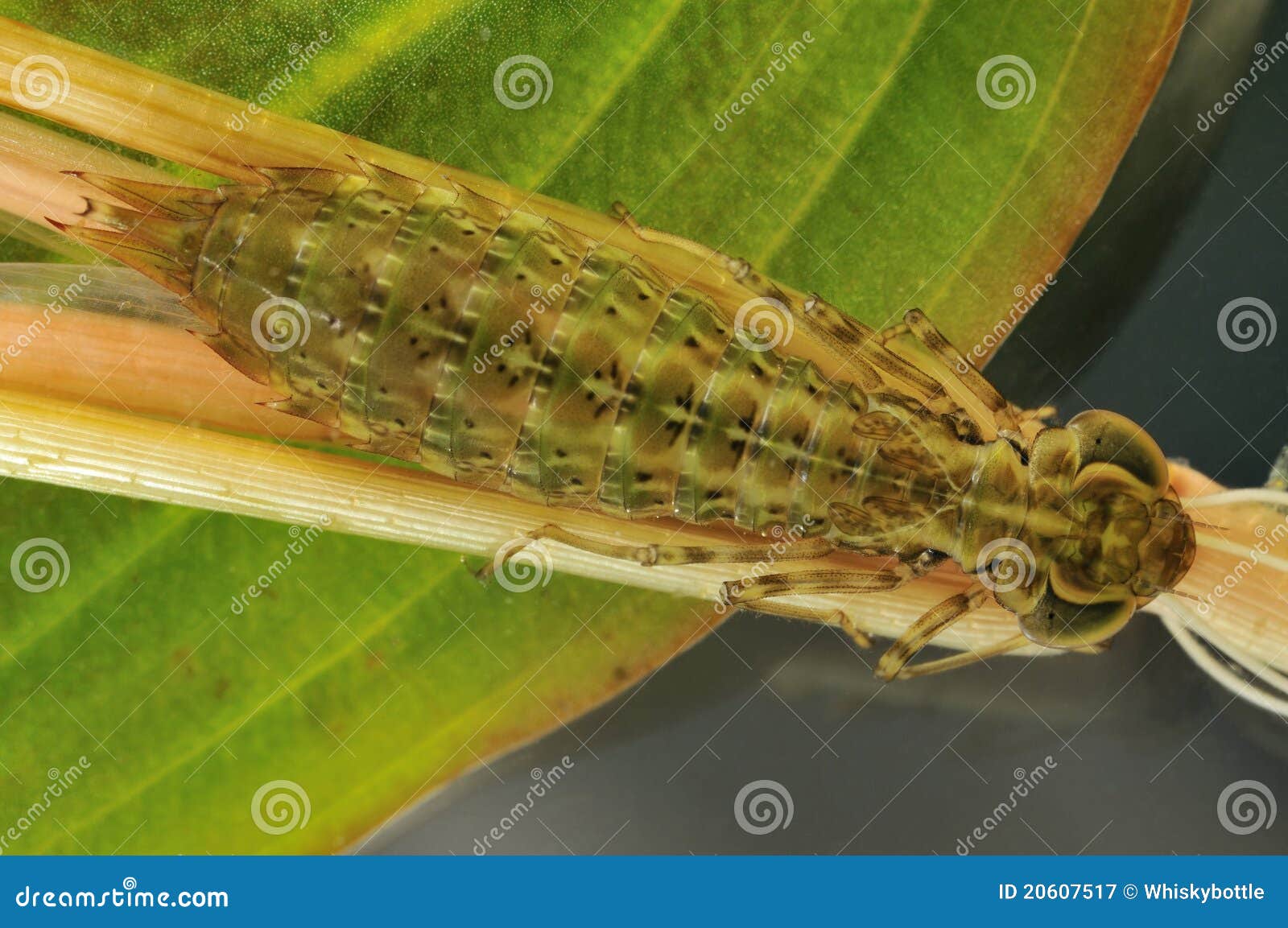 Larve Della Libellula Dell'imperatore Immagine Stock - Immagine di ...