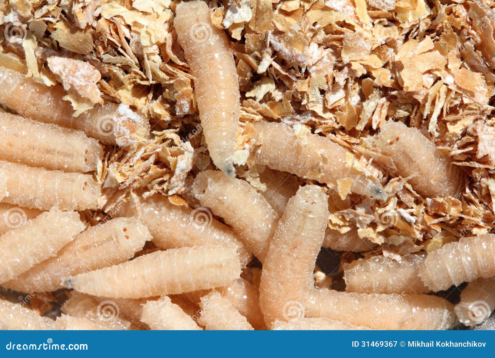 Larve della mosca immagine stock. Immagine di chiusura - 31469367