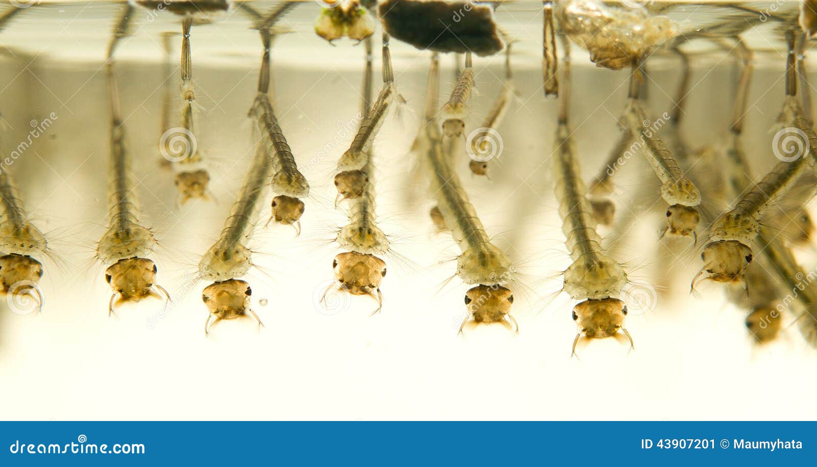 Larve della zanzara immagine stock. Immagine di encefalite - 43907201