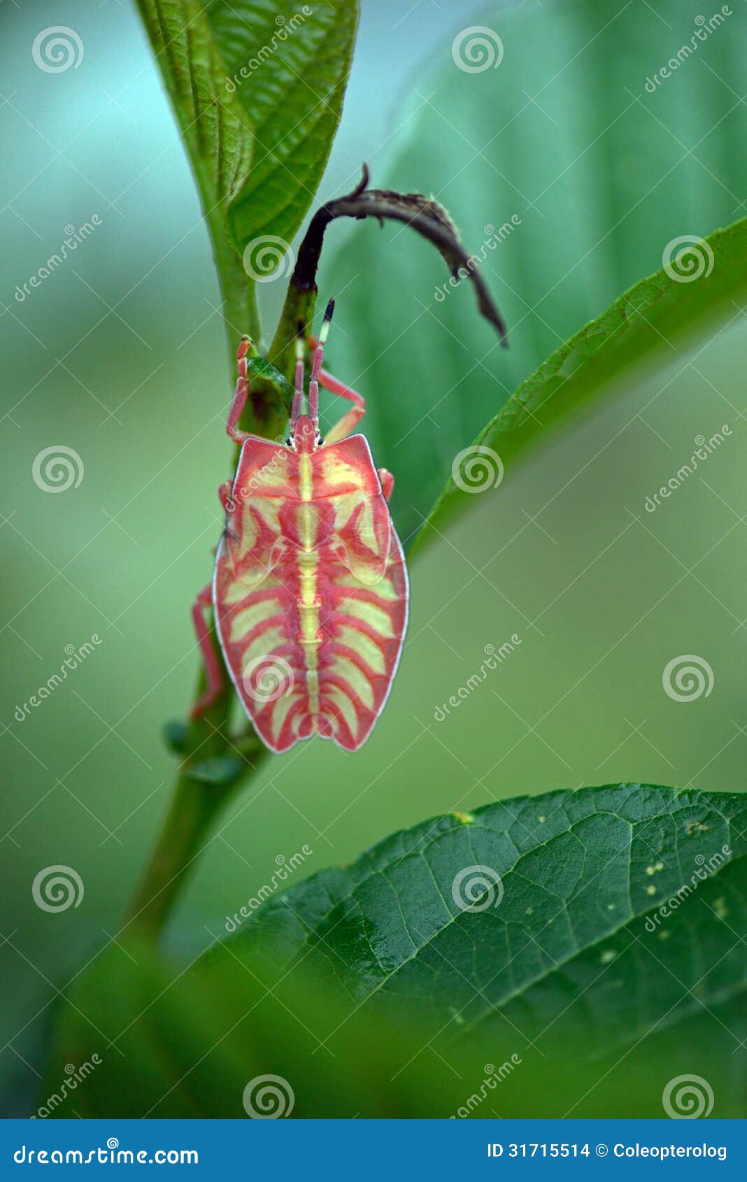 Larve van groot insect stock foto. Image of fauna, macro - 31715514