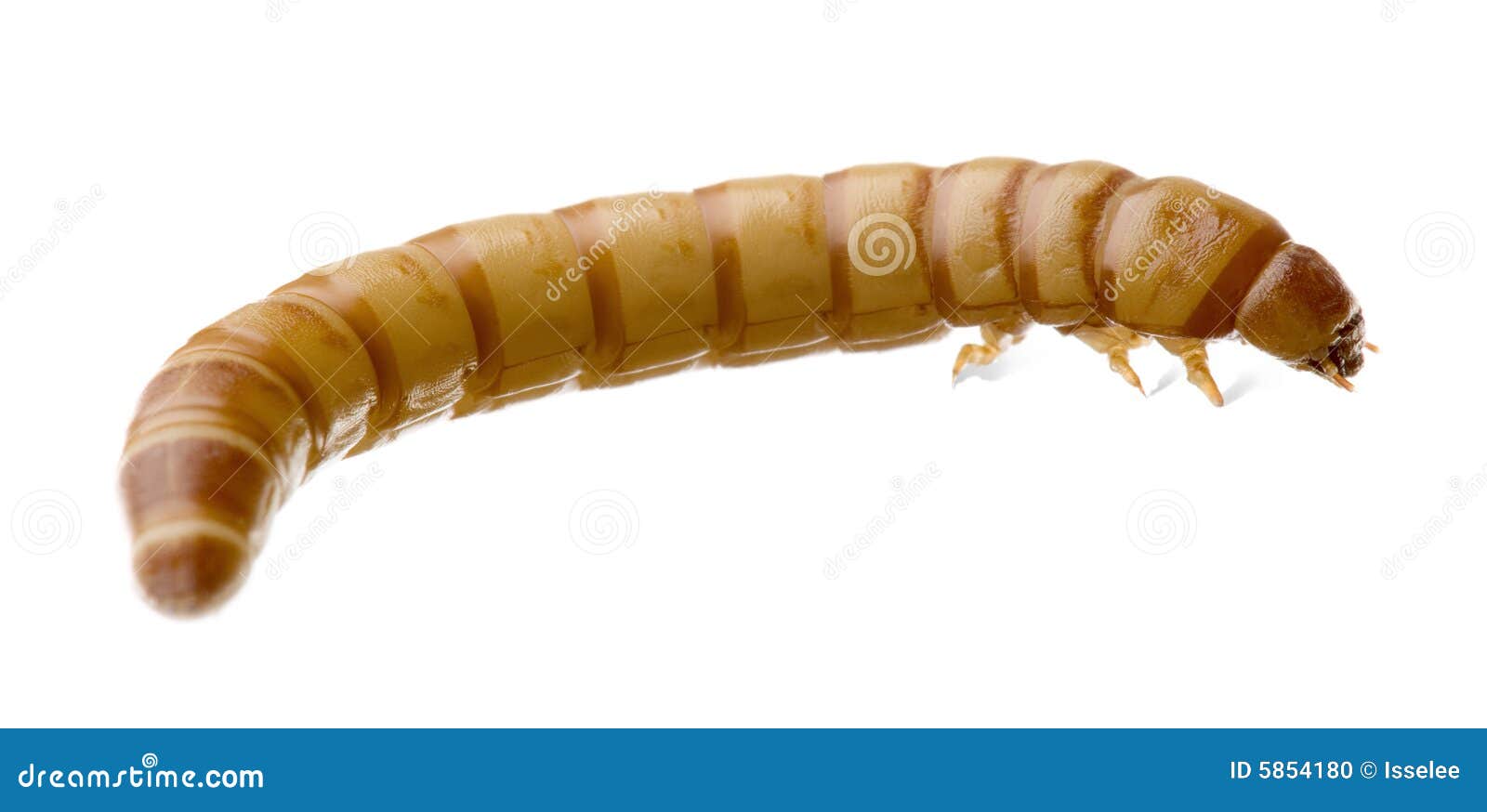 Larve Van Meelworm - Molitor Tenebrio Stock Foto - Image of studio ...