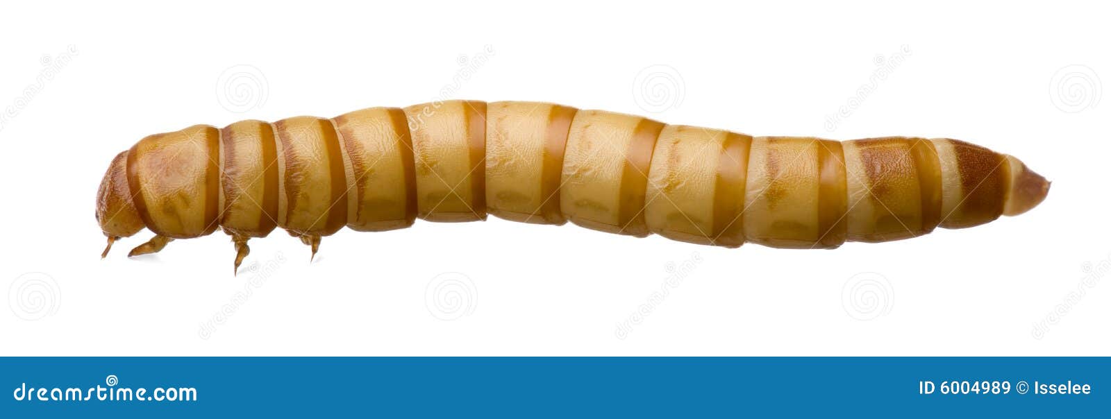 Larve Van Meelworm - Molitor Tenebrio Stock Afbeelding - Image of dier ...