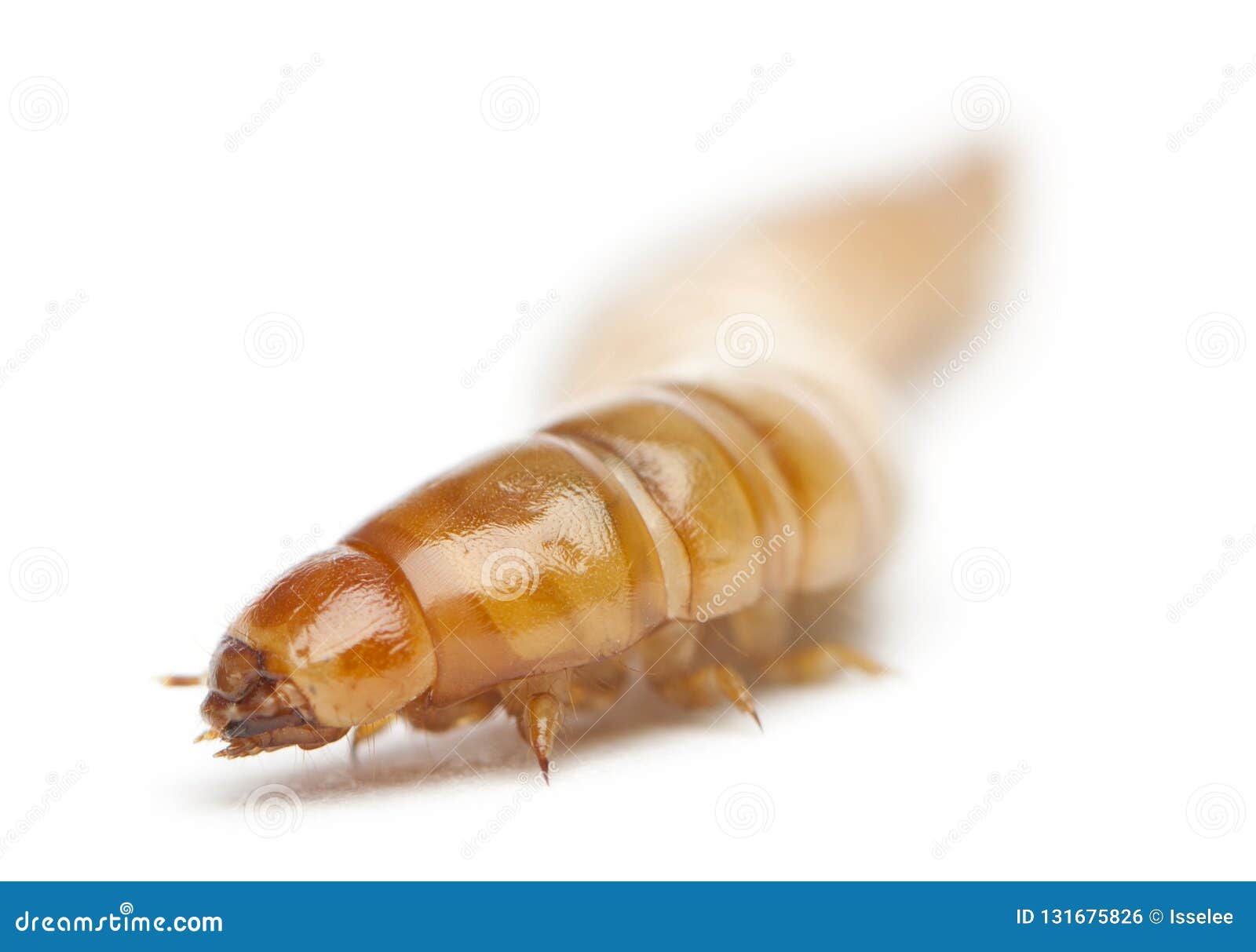 Larve Van Meelworm, Tenebrio-molitor Stock Foto - Image of mening, jong ...
