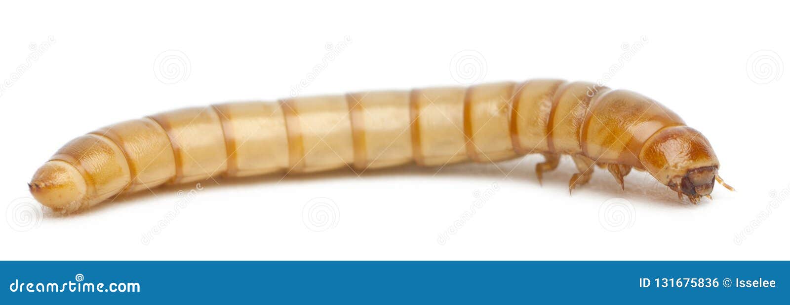 Larve Van Meelworm, Tenebrio-molitor Stock Foto - Image of mening ...