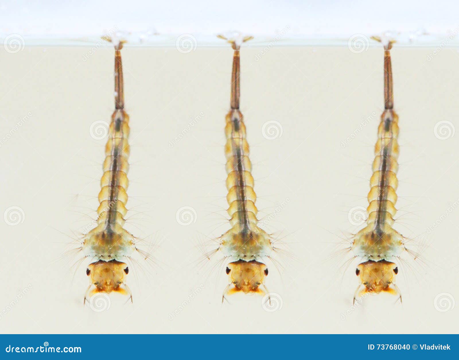 Larvenstadium Des Anophel-Moskitos Stockfoto - Bild von malaria, bakterium: 73768040