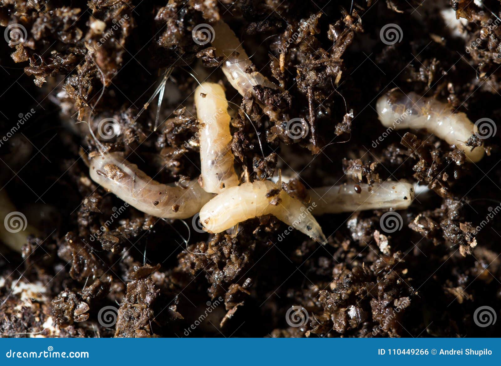 Larves Blanches De Mouche Dans Le Sol Macro Photo stock - Image du ...