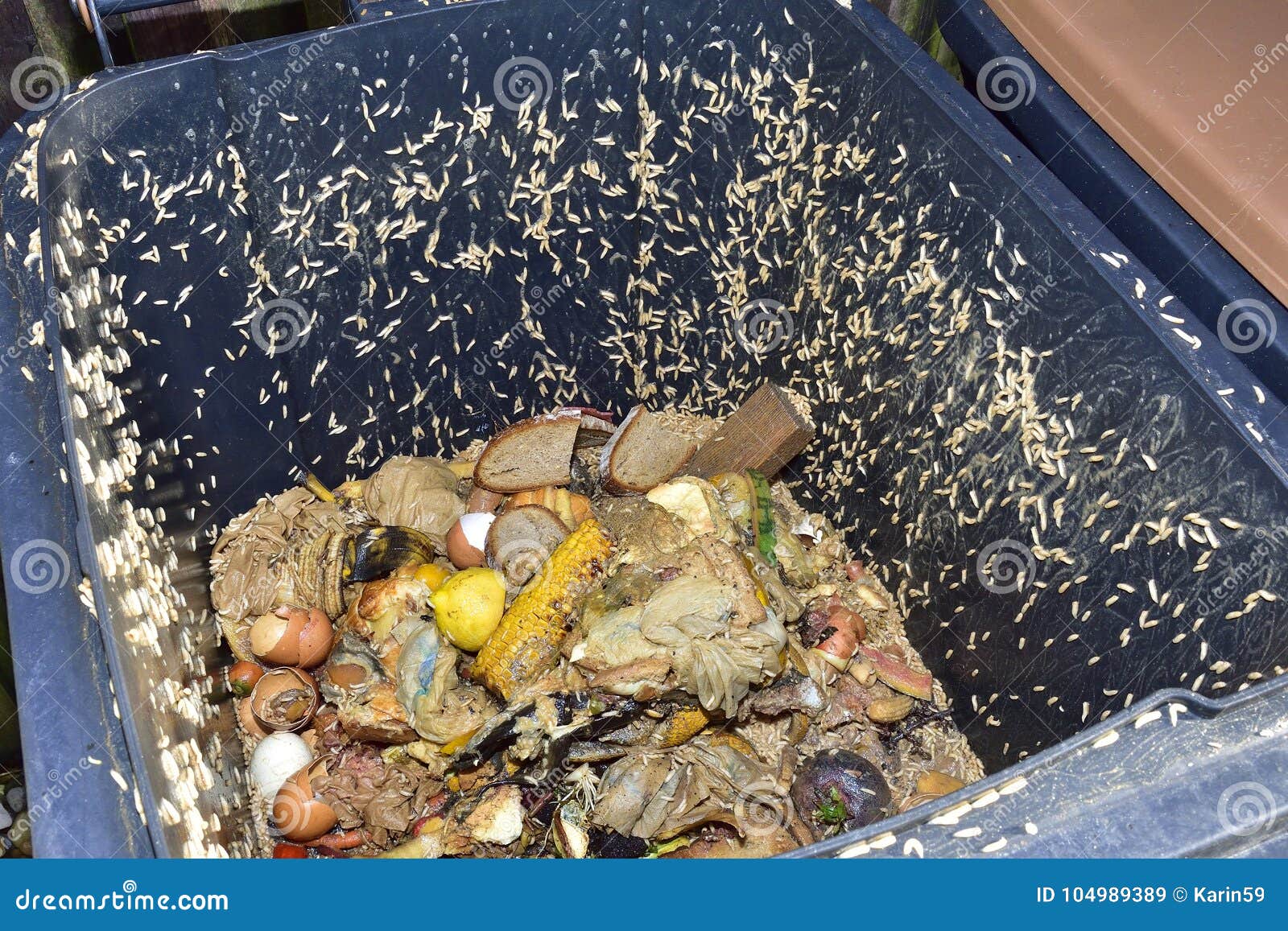 Larves Dans Une Poubelle De Compost Image stock - Image du écologie ...