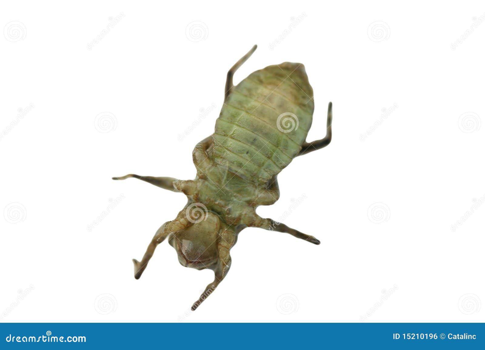 Larves de libellule photo stock. Image du aquatique, étang - 15210196