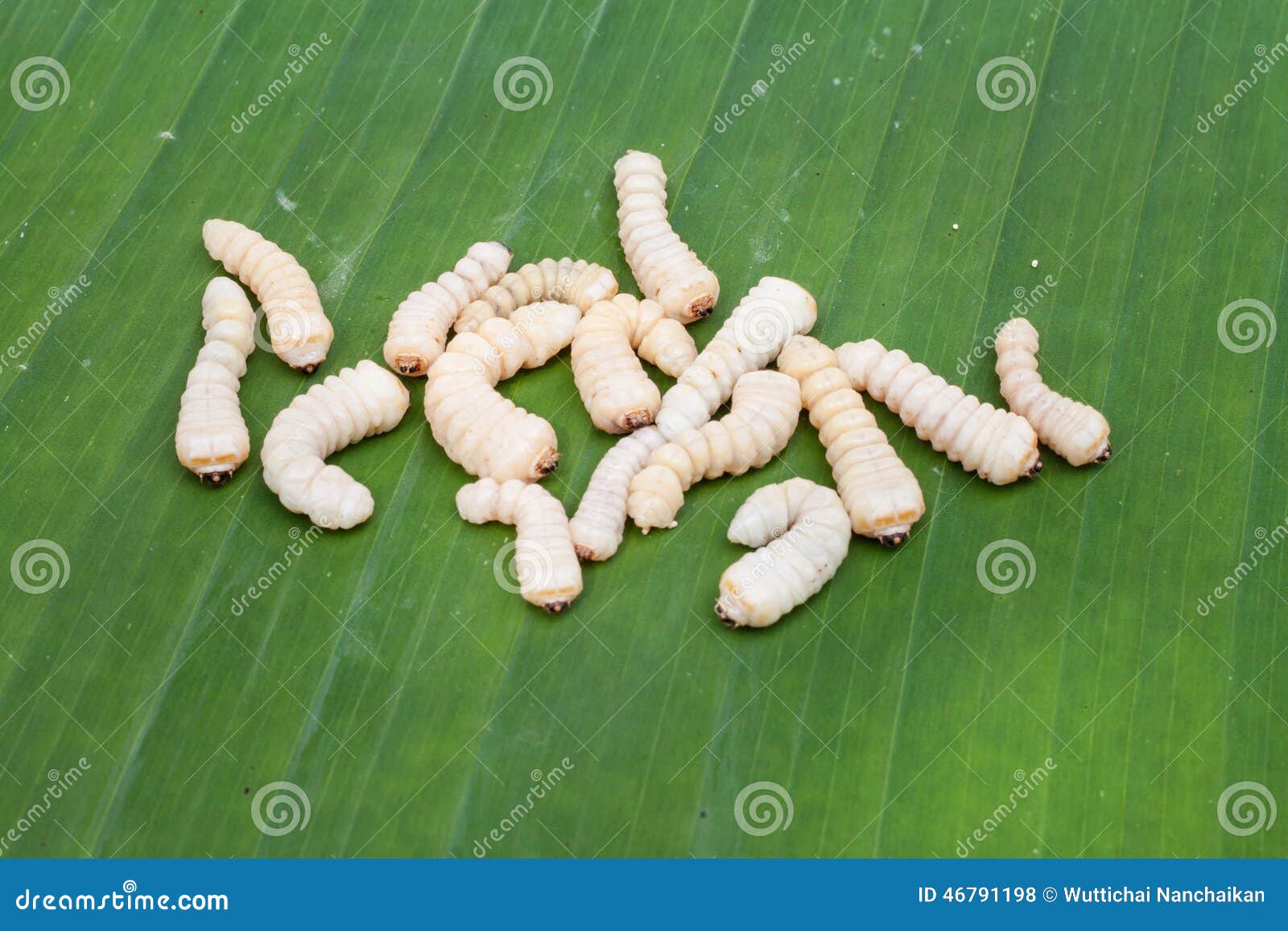 Larwa pluskwa zdjęcie stock. Obraz złożonej z plantacja - 46791198