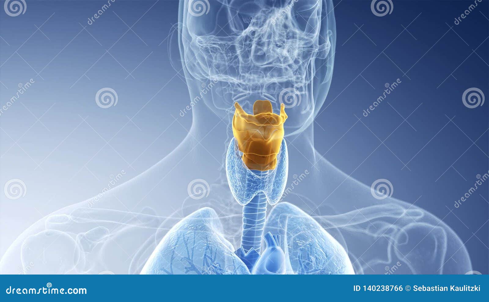 The larynx stock footage. Video of organs, anatomy, anatomical - 140238766