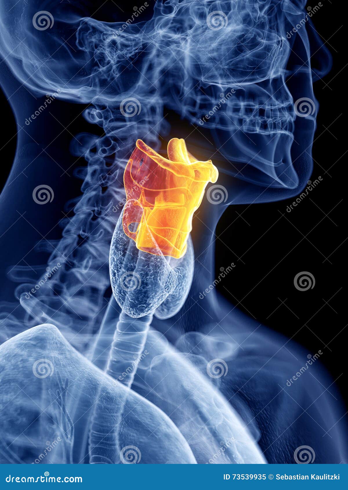 The larynx stock illustration. Illustration of human - 73539935