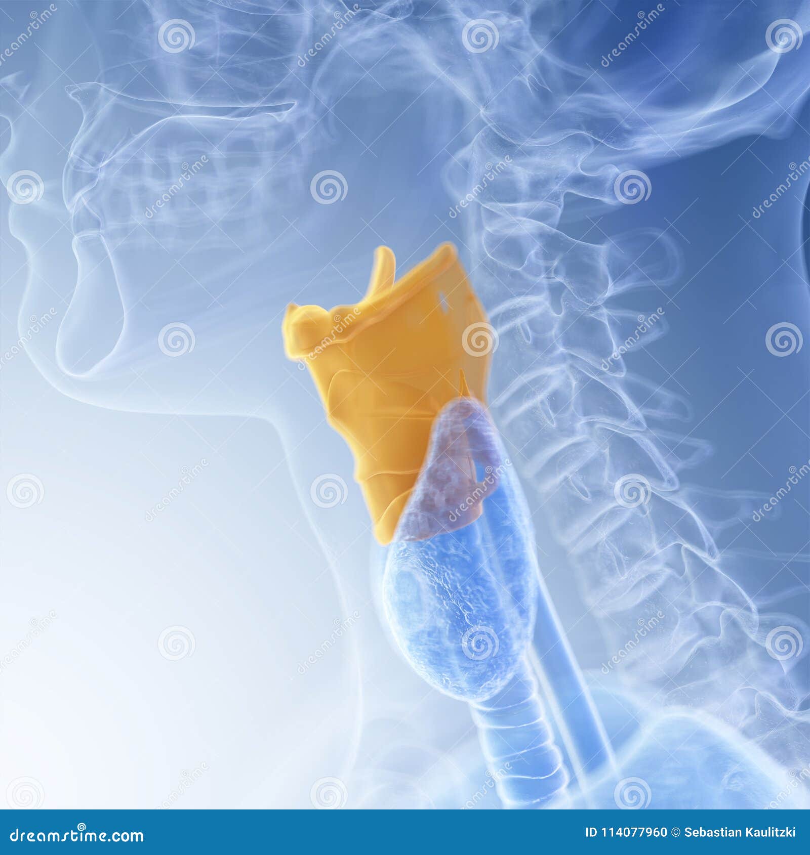 3D Illustration Of Larynx Trachea Bronchi. | CartoonDealer.com #96314878