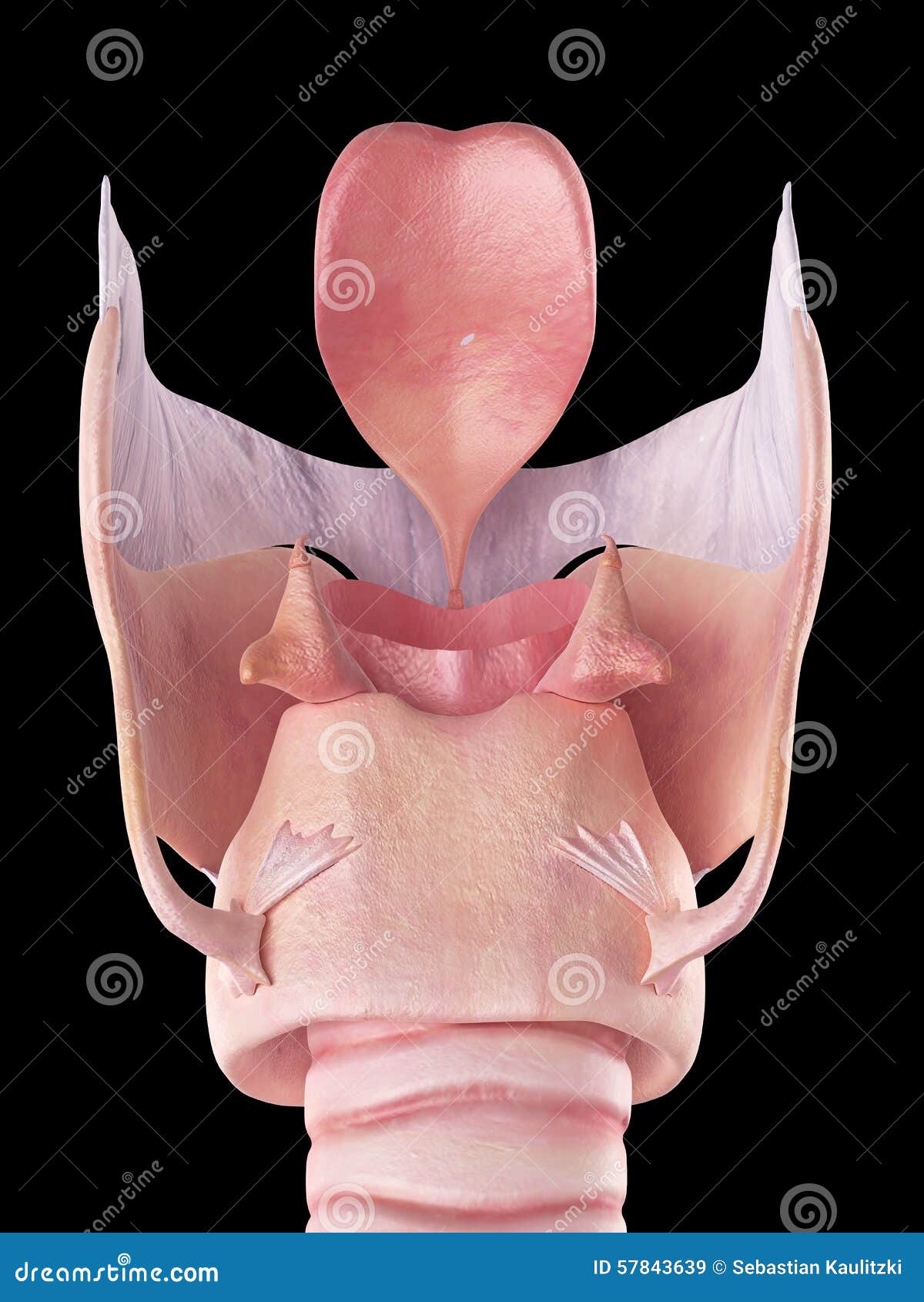 3D Illustration Of Larynx Trachea Bronchi. | CartoonDealer.com #80547052