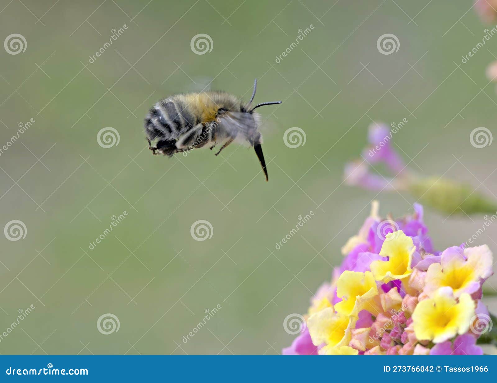 Las Abejas Antihorarias Son Polinizadores Importantes Foto De Archivo