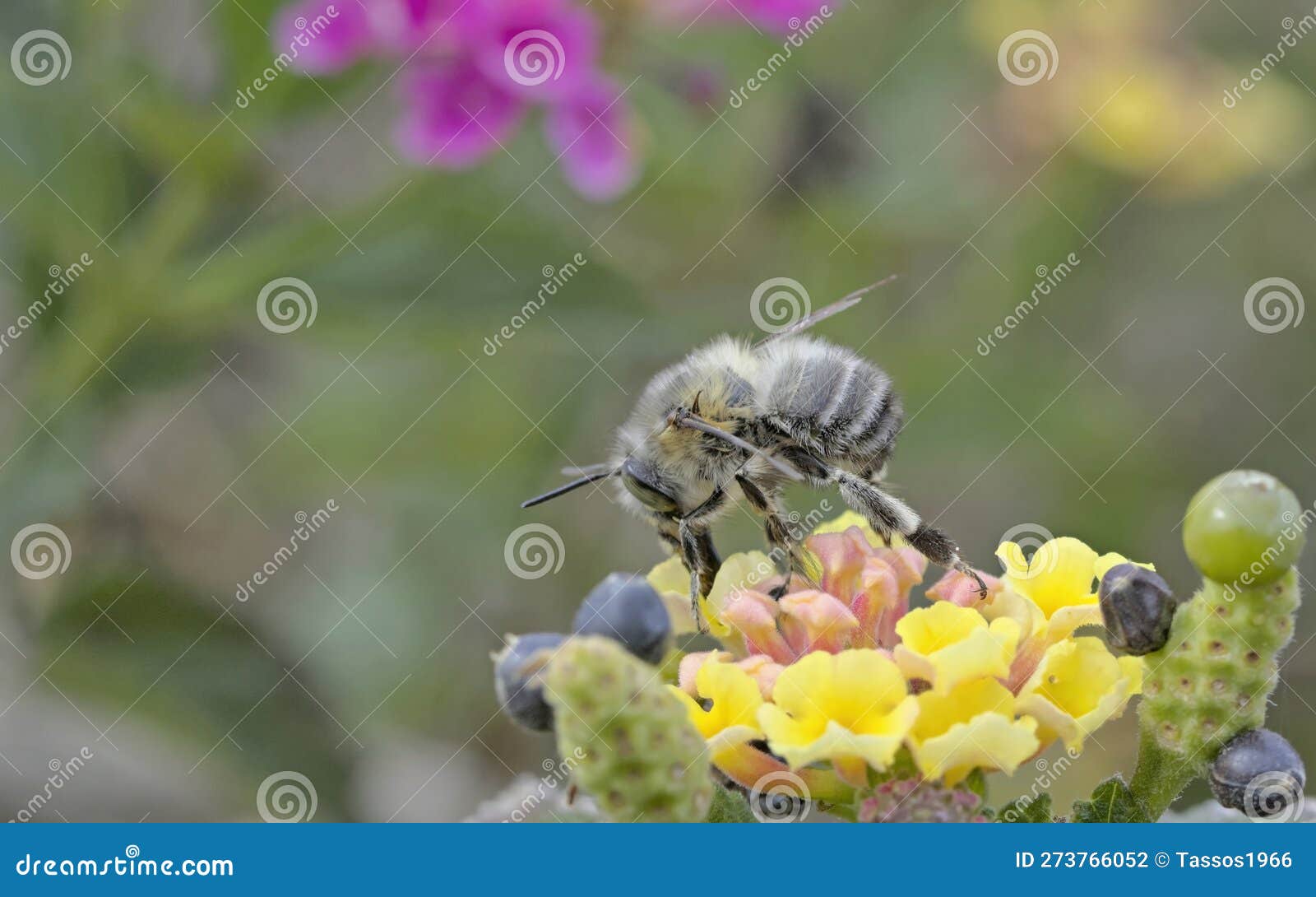 Las Abejas Antihorarias Son Polinizadores Importantes Foto De Archivo