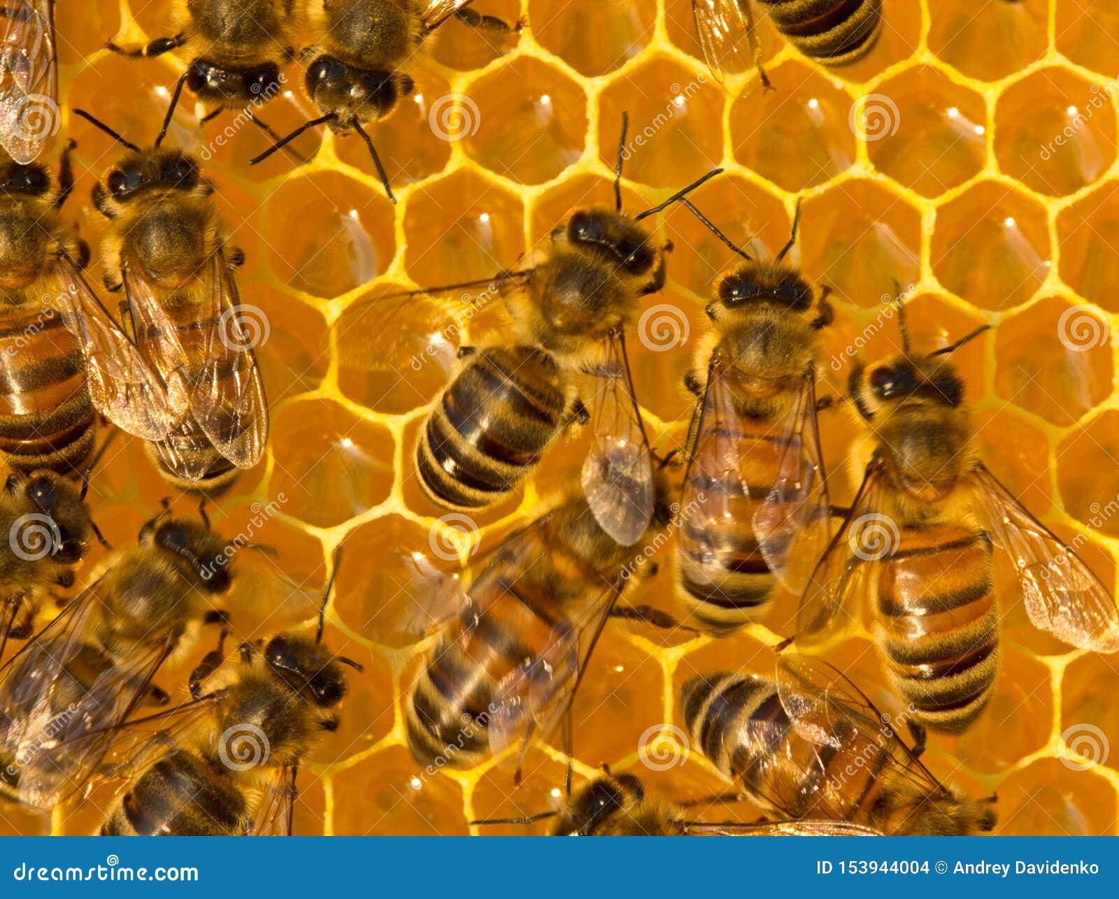 Como Construyen Las Abejas Su Panal - XIli Como Construyen Las Abejas Su Panal - XIli
