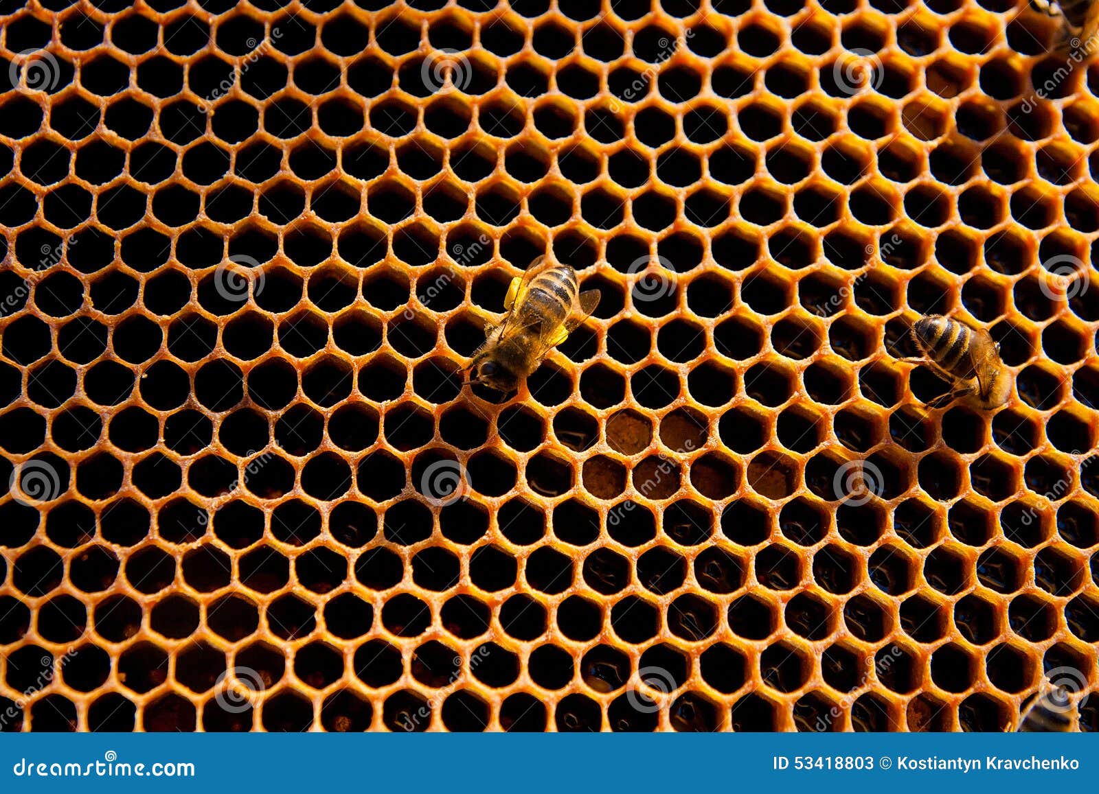Las Abejas Trabajan En El Panal Imagen de archivo - Imagen de forma ...