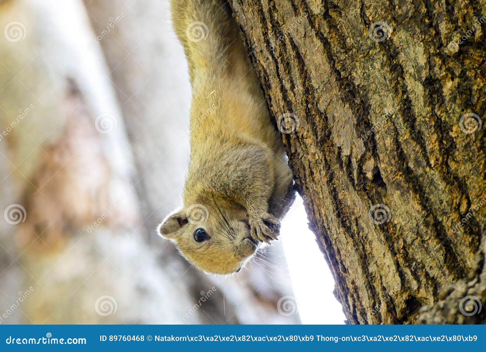 Las Ardillas Comen La Comida Foto de archivo - Imagen de ardillas, coma ...