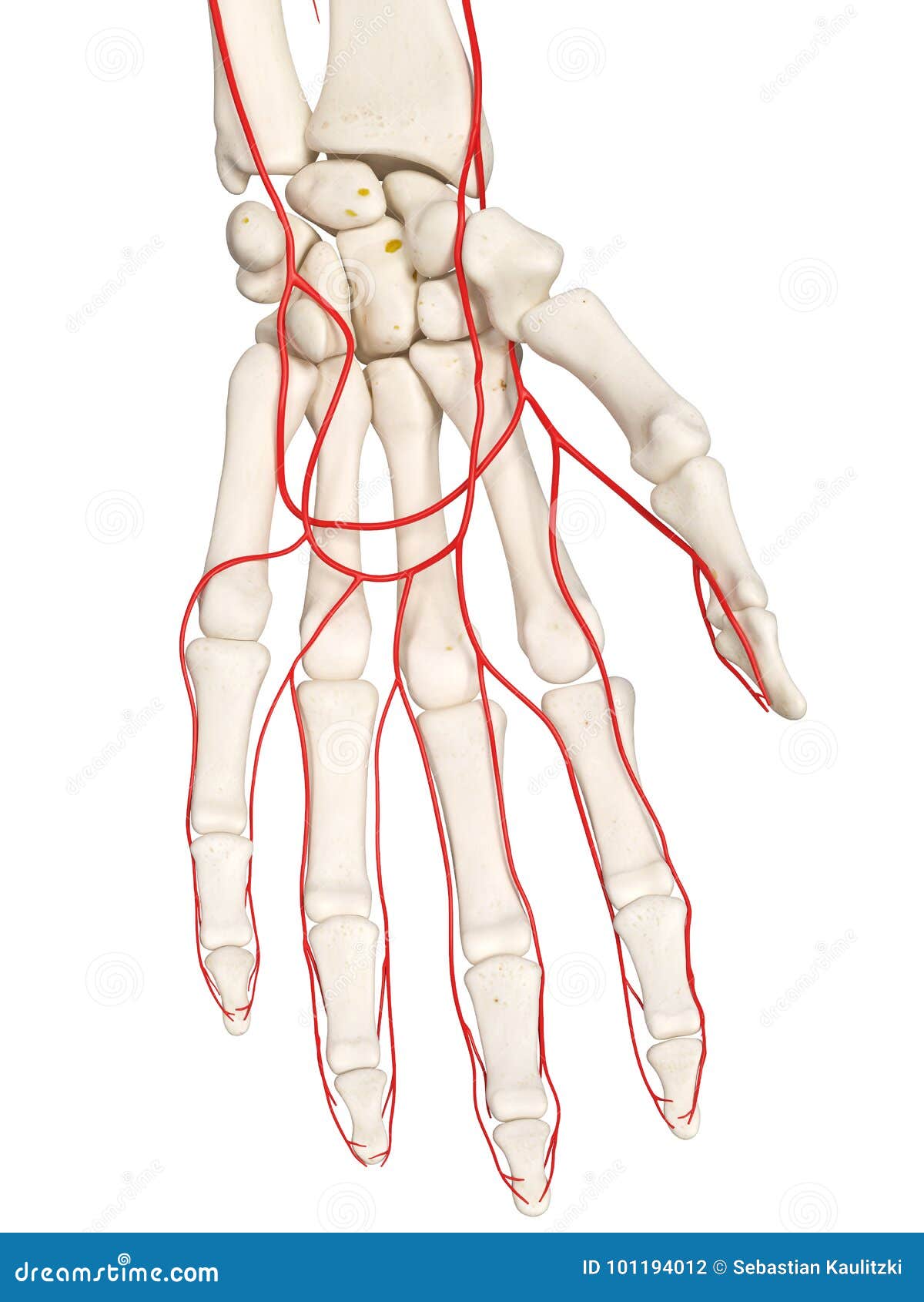 Albums 91+ Pictures Venas En Los Dedos De Las Manos Sharp 10/2023