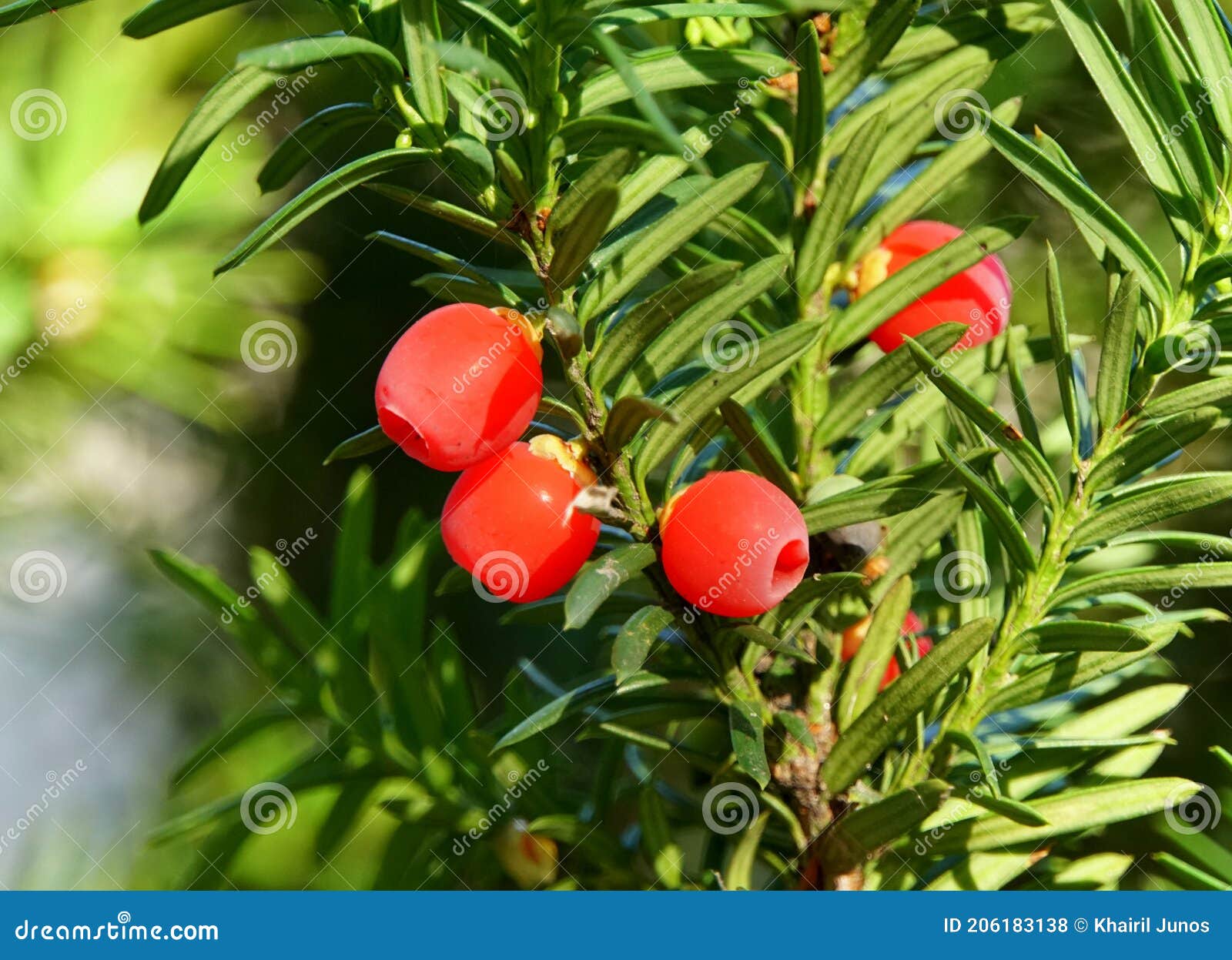 Las bayas rojas del tejo foto de archivo. Imagen de fruta - 206183138