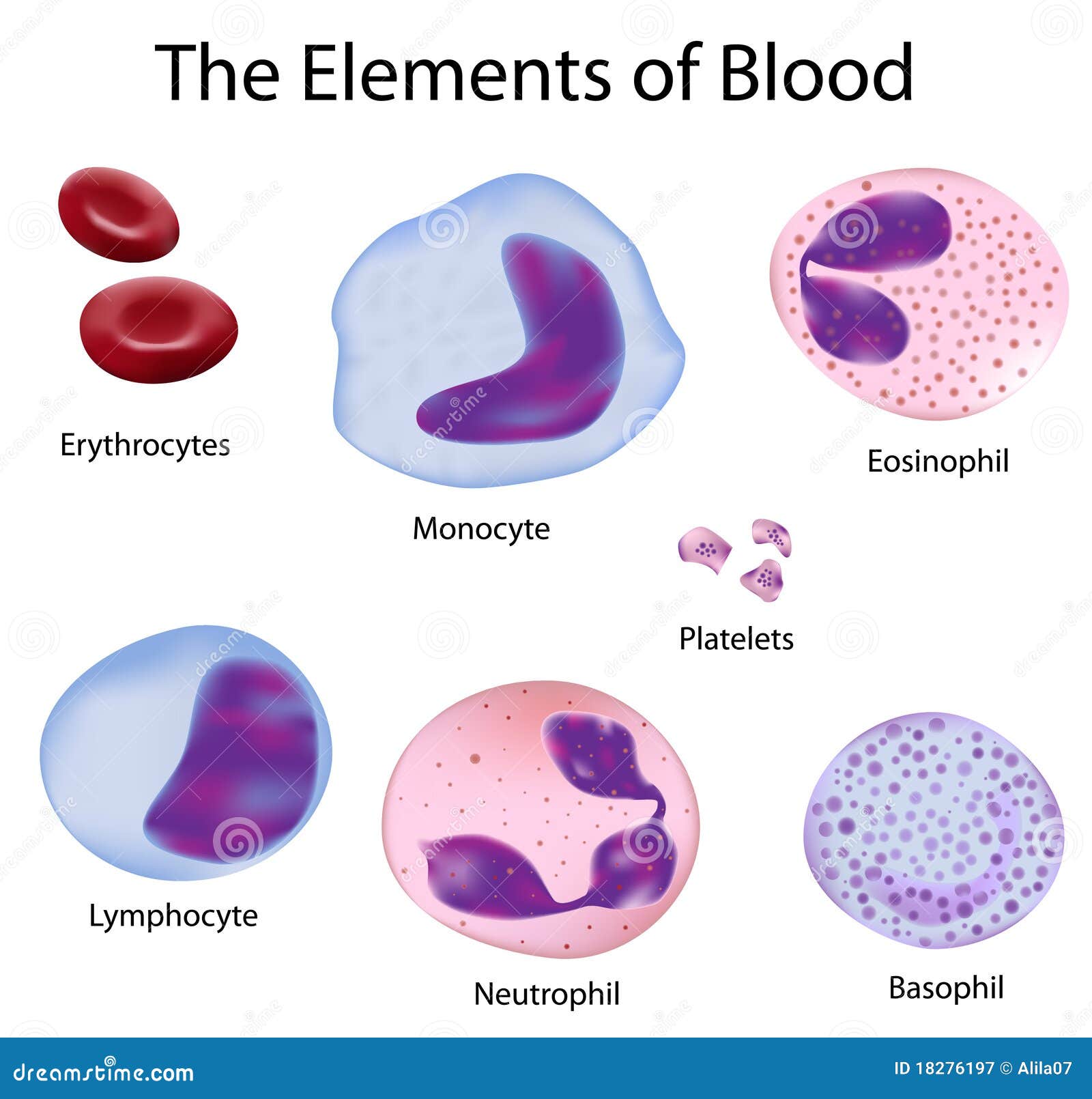 Las células de la sangre