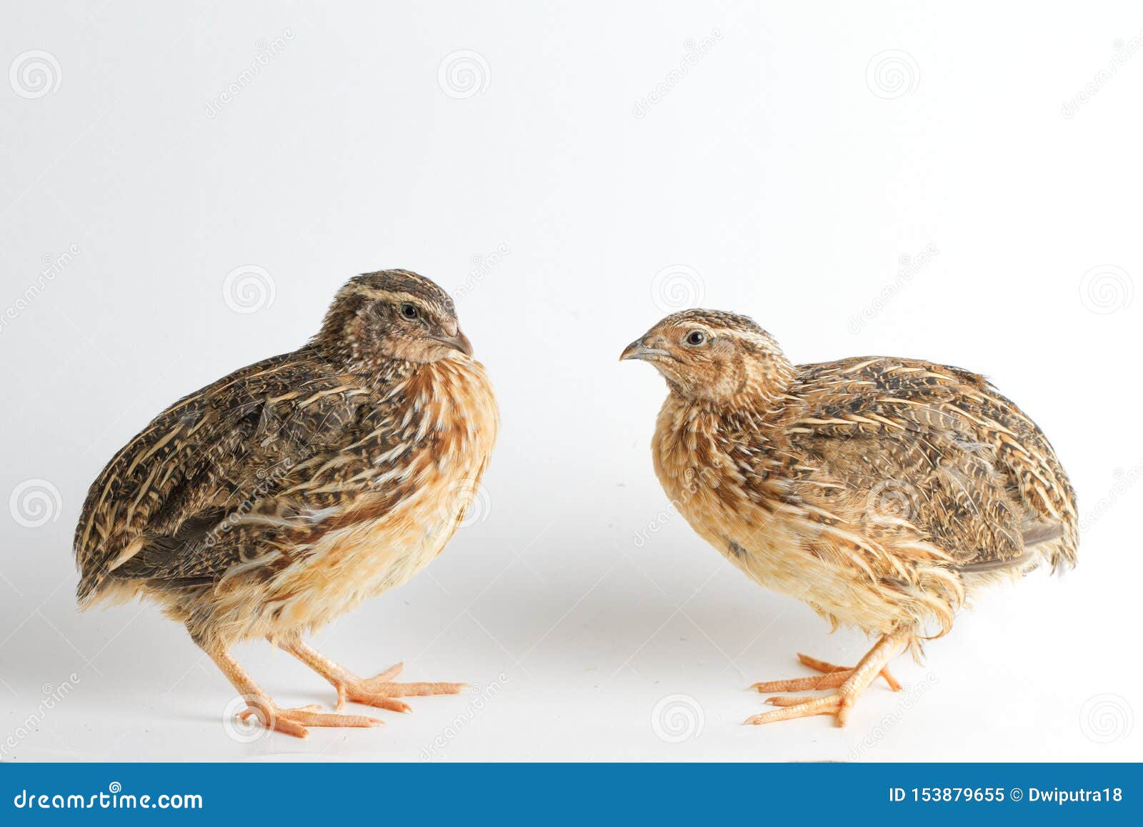 Las Codornices Comunes Aisladas En Blanco Imagen de archivo - Imagen de ...