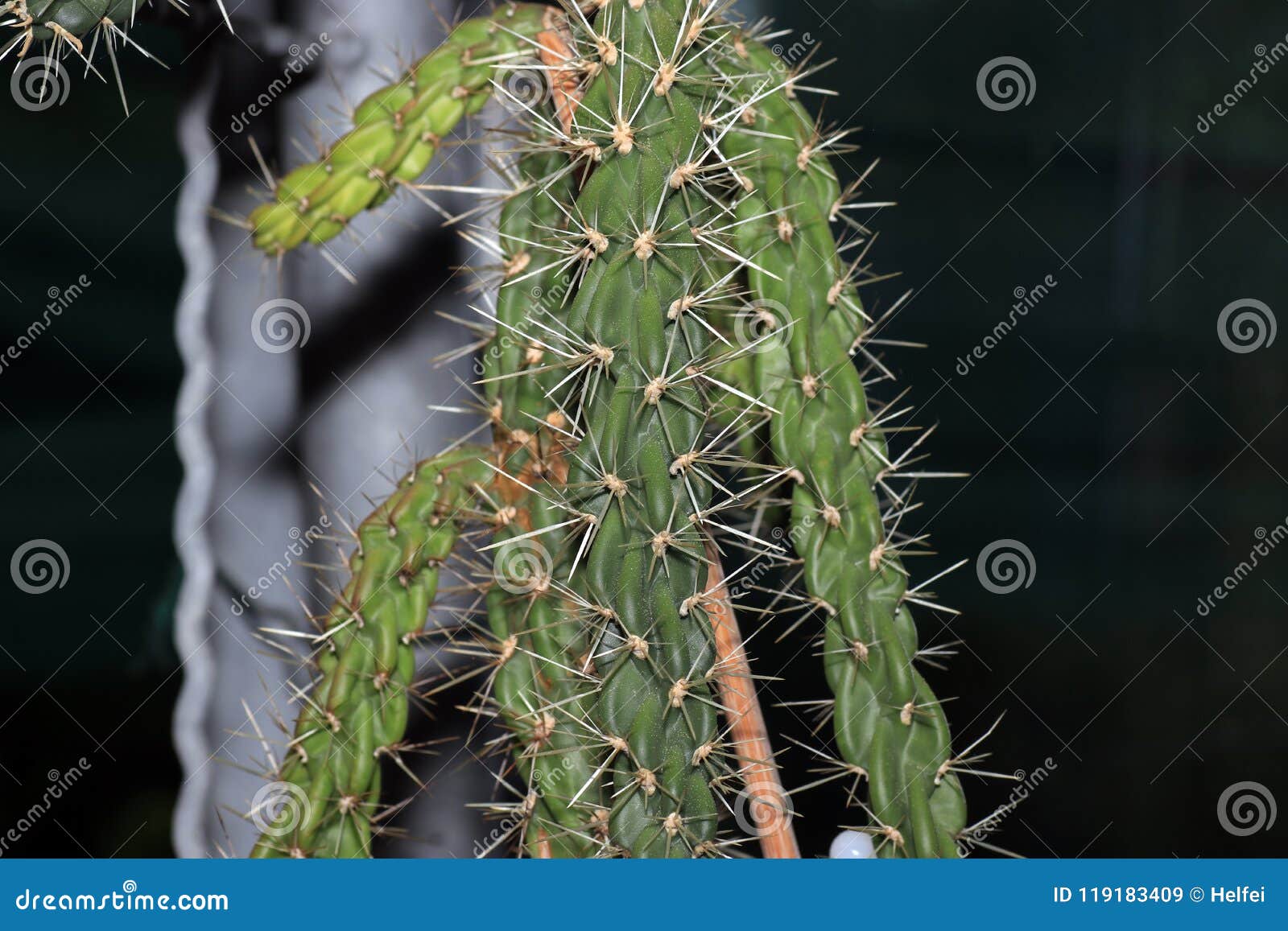 Las espinas de cactus imagen de archivo. Imagen de primer - 119183409