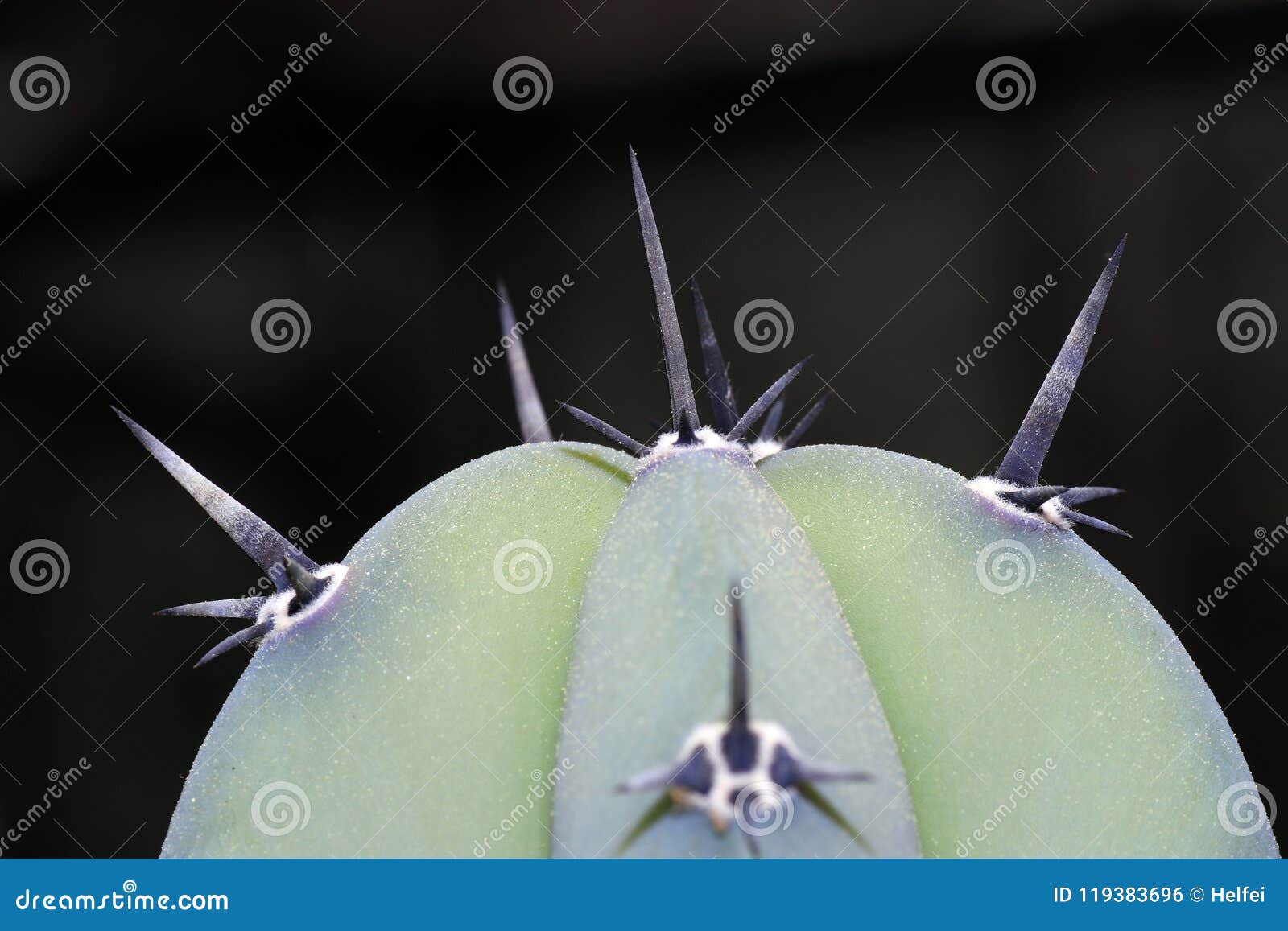 Las espinas de cactus foto de archivo. Imagen de cacto - 119383696
