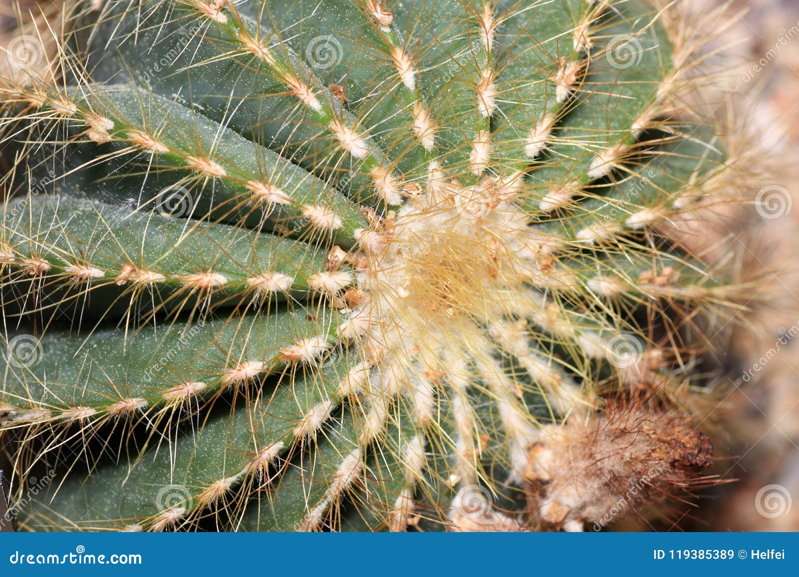 Las espinas de cactus imagen de archivo. Imagen de célula - 119385389