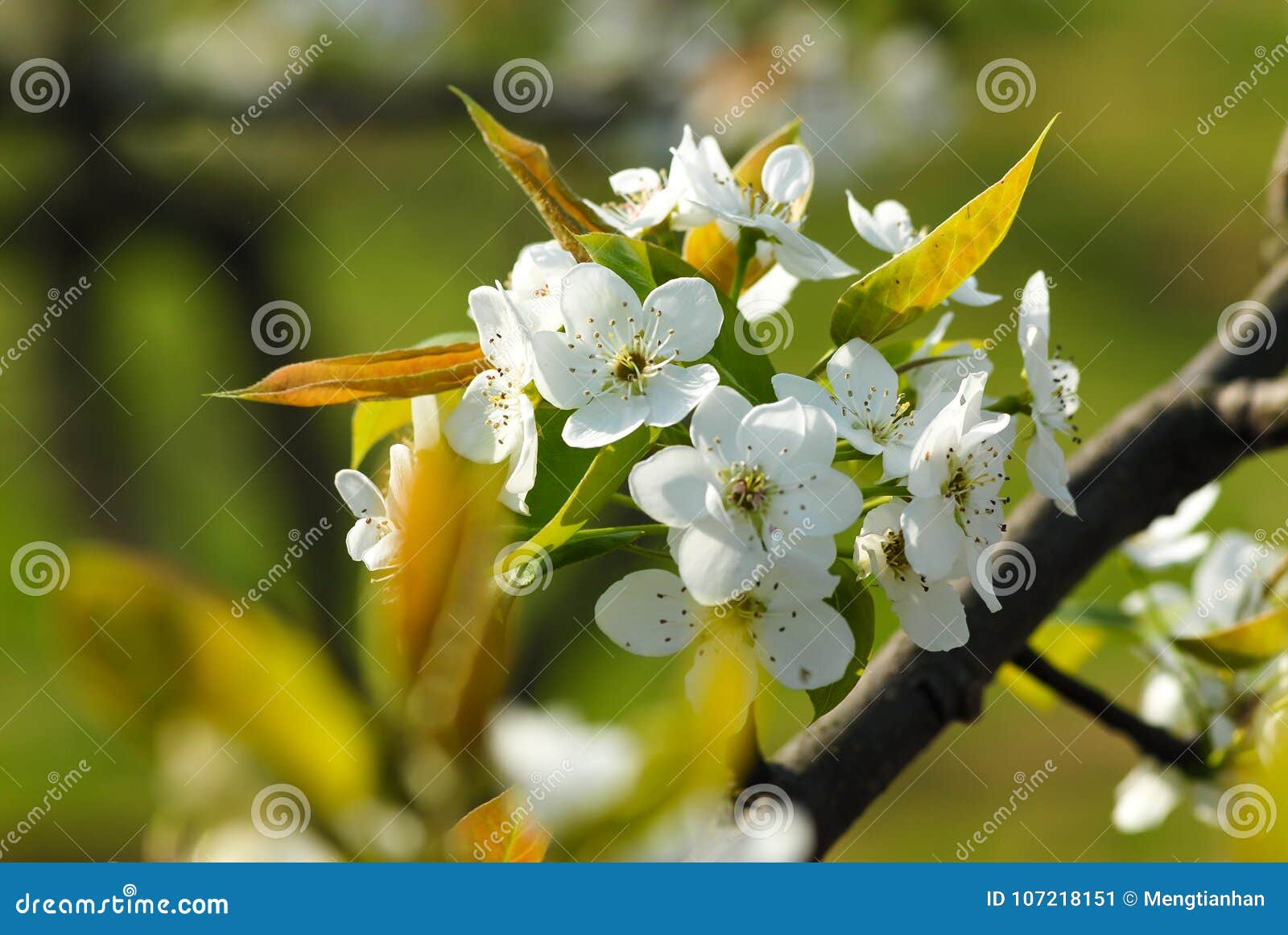 Las Flores Del Peral Son Blancas Imagen de archivo - Imagen de cinco ...