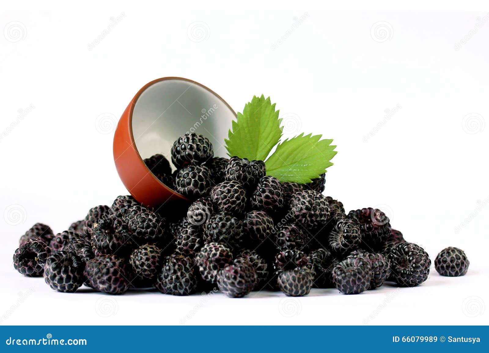 Las Frambuesas Negras El Cumberland Aislaron Imagen de archivo - Imagen ...