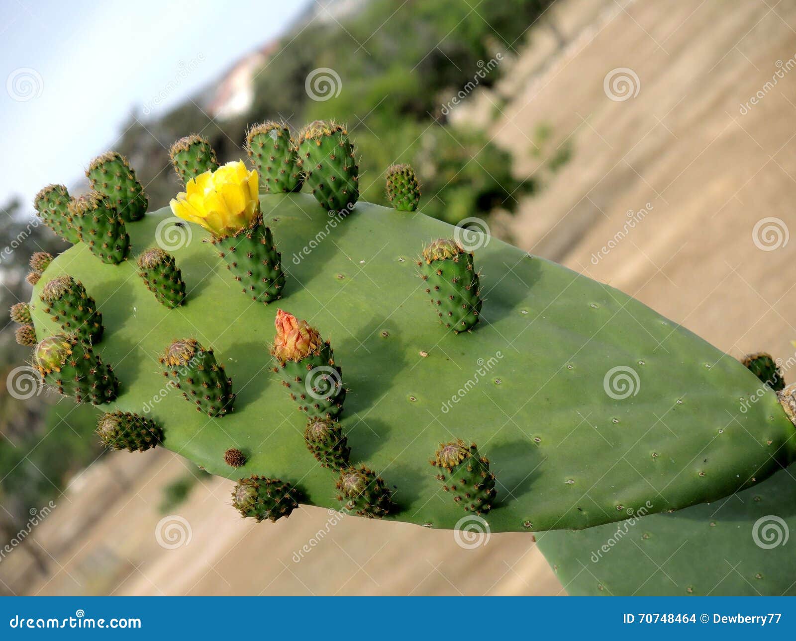 Las frutas de un cactus foto de archivo. Imagen de puntos - 70748464
