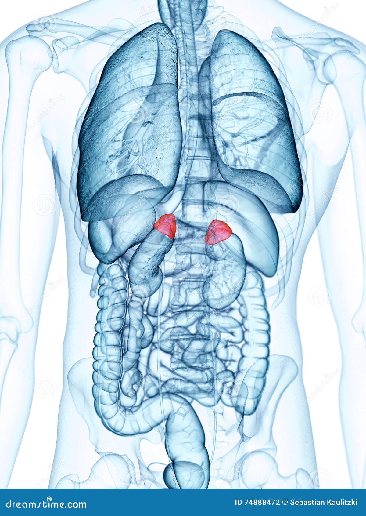 Las Glándulas Suprarrenales Stock de ilustración - Ilustración de negro ...