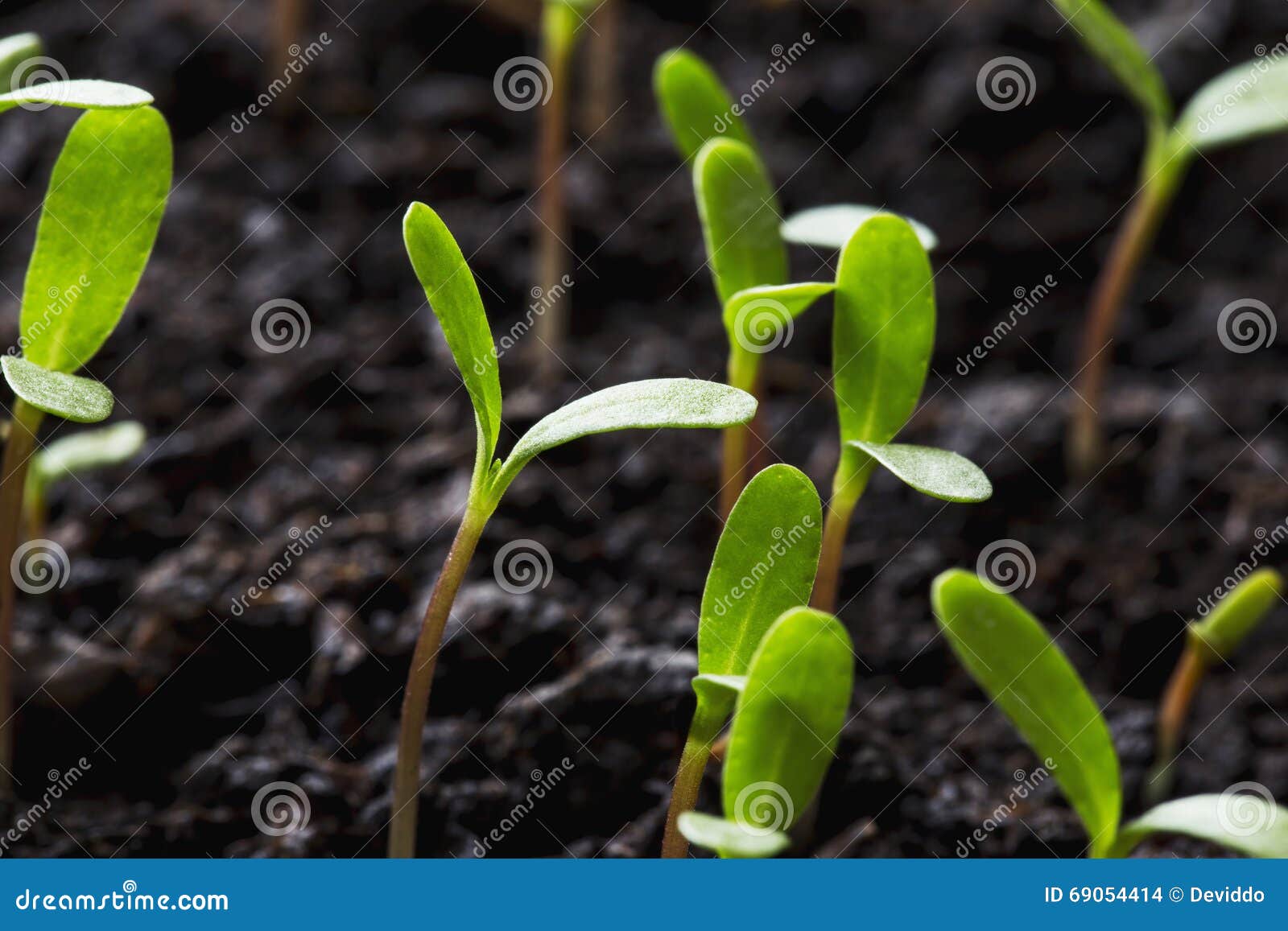 Las Hojas De Los Cotiledones Foto de archivo - Imagen de gérmenes ...